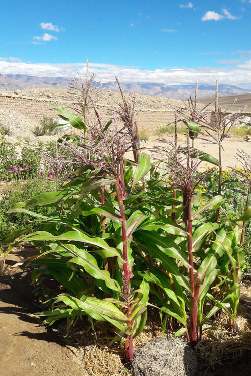 Confused about corn varieties