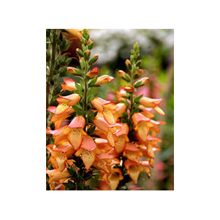 Illumination® ‘Apricot’ Digiplexis® Digitalis Illumination™ 'Apricot ...
