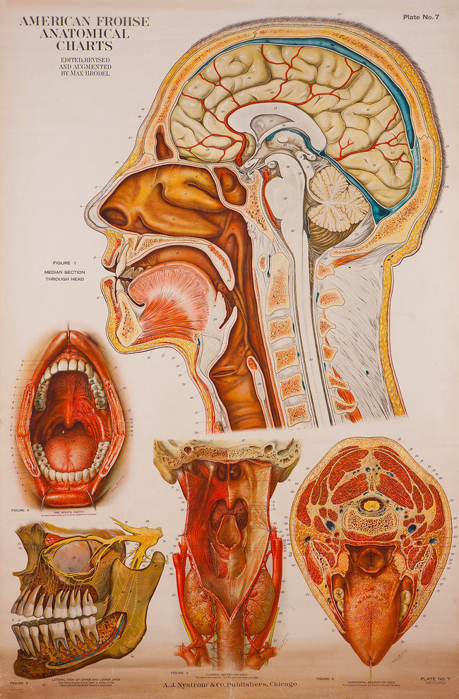 American Frohse Anatomical Wallcharts, Plate 7 Print, 16" x 20 ...