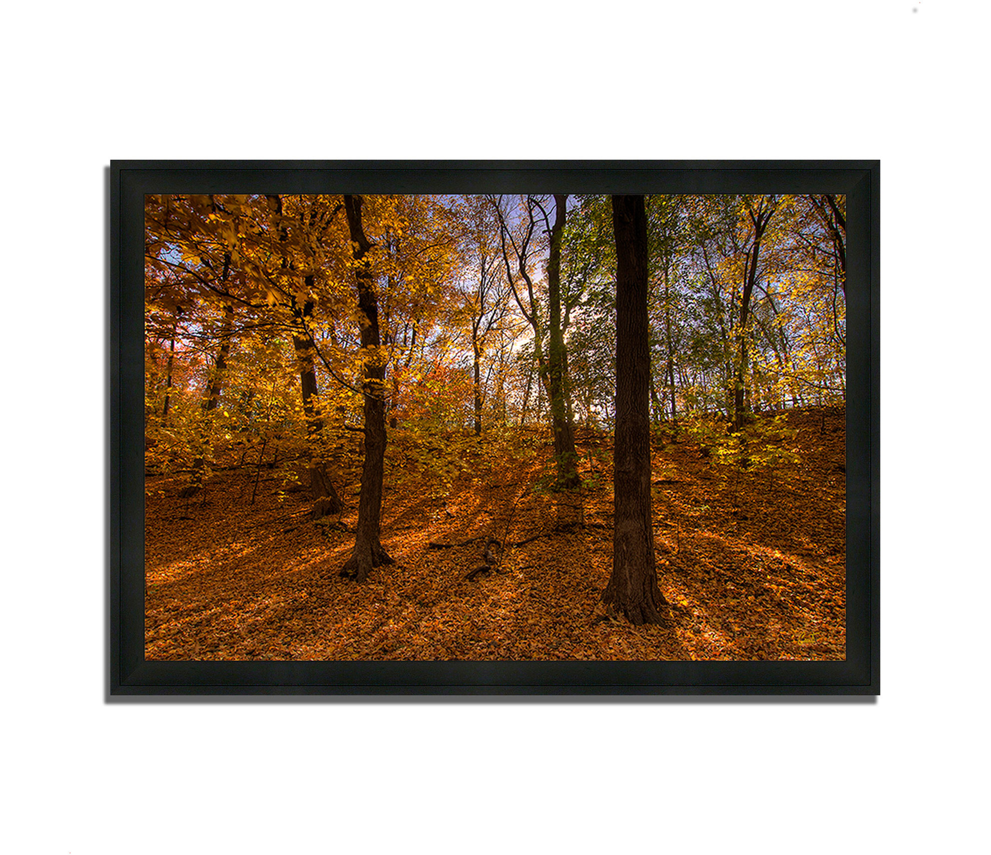 "Sun Spackled Wood ", Framed Photograph Print, Ready To Hang ...