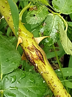 What causes sudden wilt?