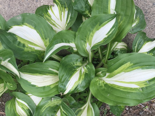 Green leaves with white center design... (hosta)
