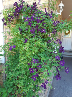 2019 Clem flower show