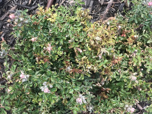 knockout rose problems