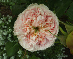 Rose proliferation question.