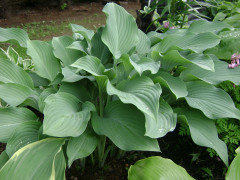 Hosta K 2019 .....