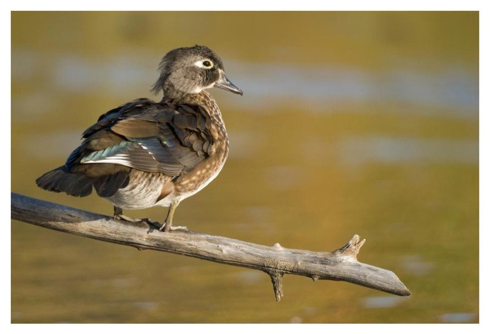 "Wood Duck female, North Chagrin Reservation, Ohio" Paper Art, 20"x14 ...
