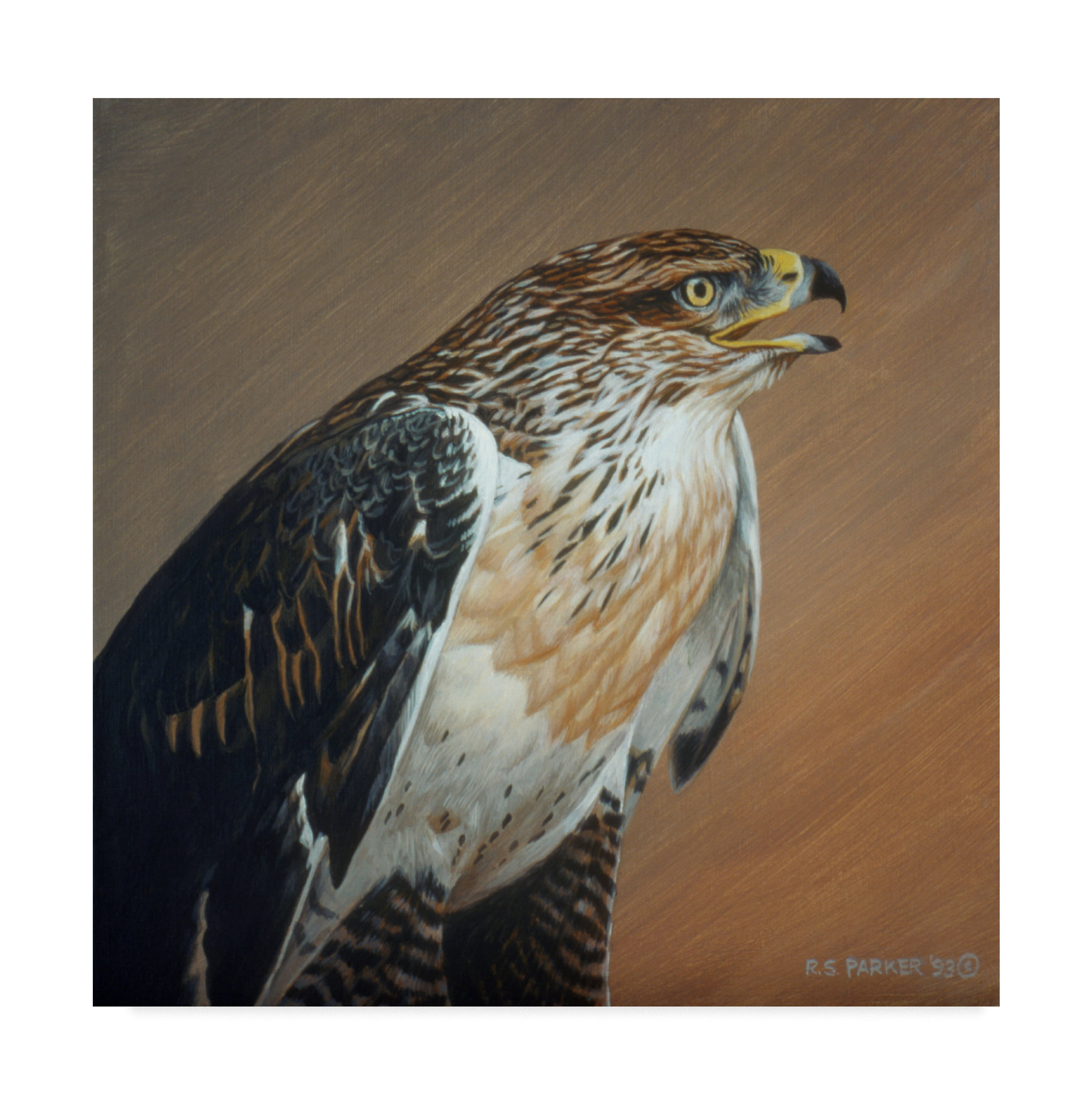 Ron Parker 'Ferruginous Hawk' Canvas Art, 14"x14" - Rustic - Prints And ...