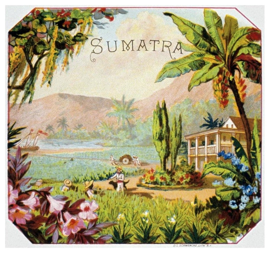 "Sumatra" Digital Paper Print by Unknown, 18"x17", 18"x17" - Tropical ...