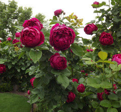 Cupped red rose ideas?