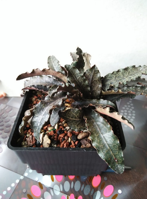 Fat plants, Caudiciform or Caudex Collectors