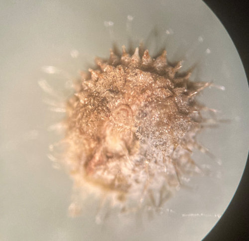 what are these !@#$%^& burrs?