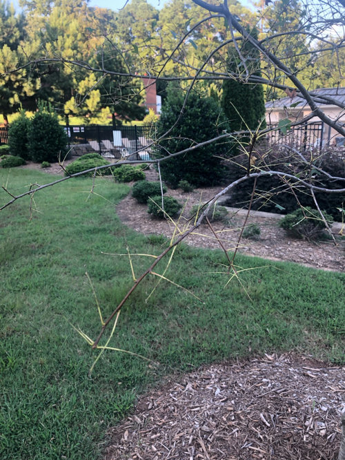 establishing red oak lost leaves | Houzz Forum