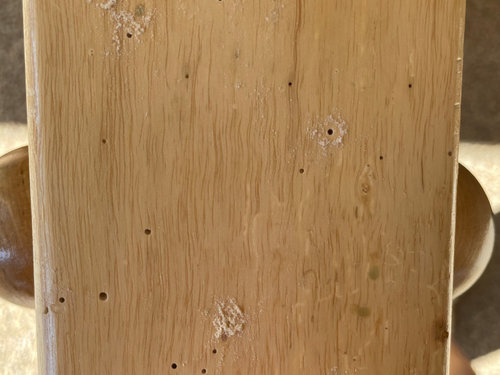 Know anything about wood bugs? | Houzz Forum