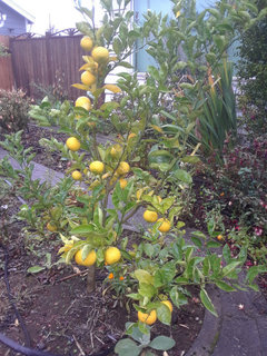 rare cold hardy citrus collection | Houzz Forum