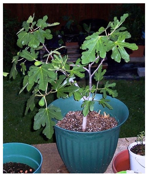 Update on sick fig tree from 2008 with photos