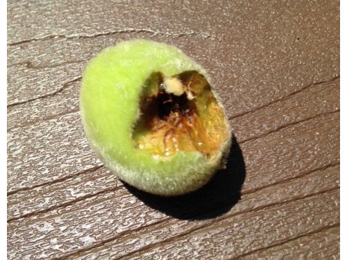 Peach Pests (with Photos)