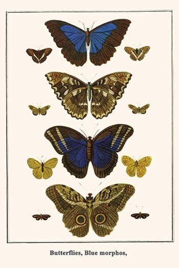Butterflies, Blue Morphos, 16" x 24" - Traditional - Prints And Posters ...