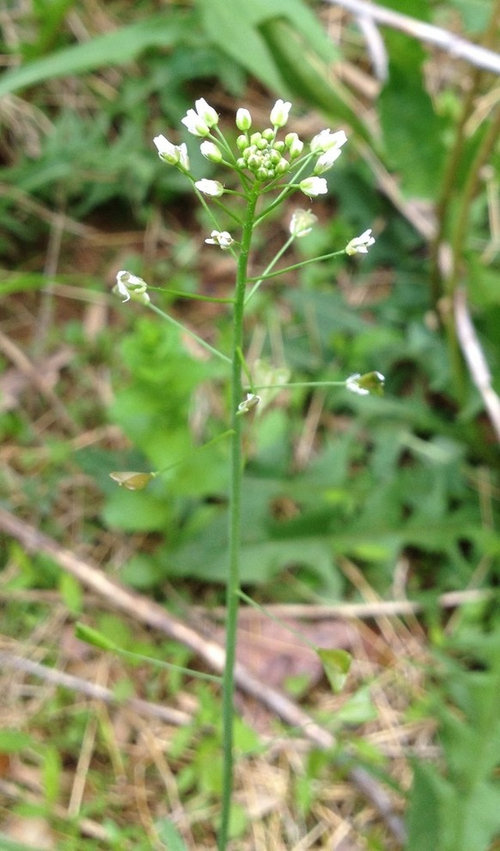 Ranunculus/wort or something else?