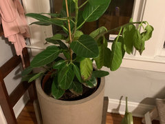Ficus Trees in Containers IV