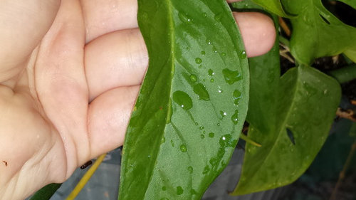 Monstera identification