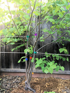 Multi-trunk redbud tree concern!