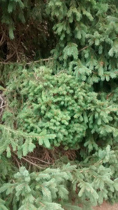 Season 2 - Grafting Conifer Results | Houzz Forum