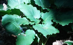 Trip to Fox Hosta Farm | Houzz Forum