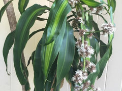 blooming corn plant?
