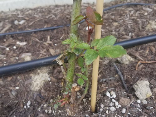 Rose health-overwatered?