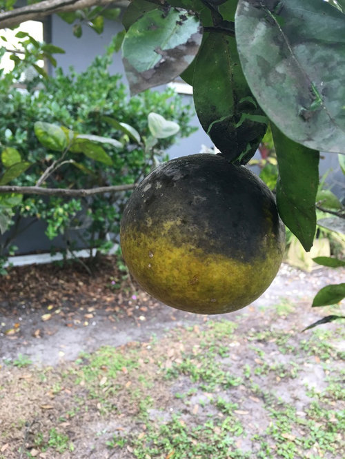 Orange Tree has a problem!