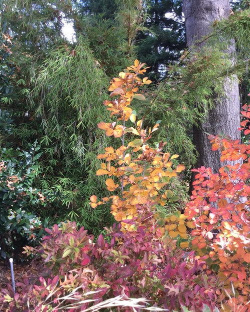 Wonderful Fall Color Shrubs