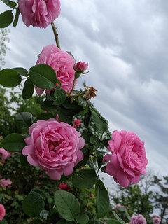 Rose identification help please?