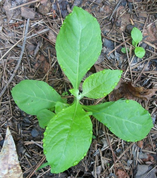 Comfrey seedling?