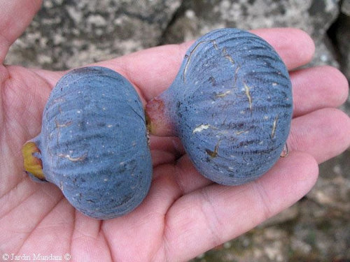 Mundani Botanical Garden