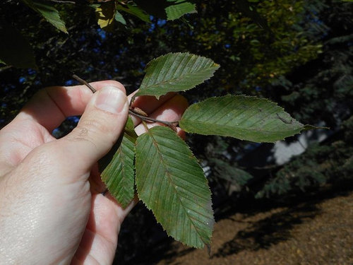 Large tree with small seed attached to leaf shaped spinner.