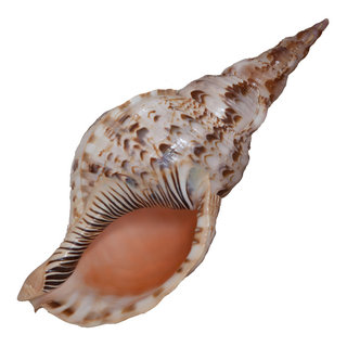 Pacific Triton Shell - Beach Style - Decorative Objects And Figurines ...