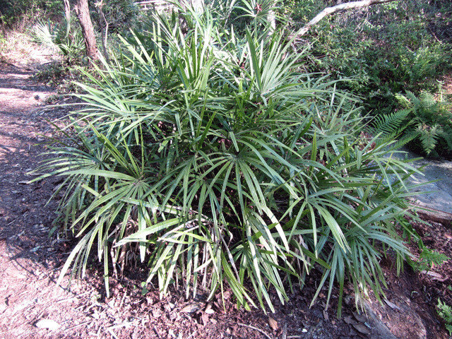 Needle Palm Brings Unique Texture to the Southern Woodland Garden