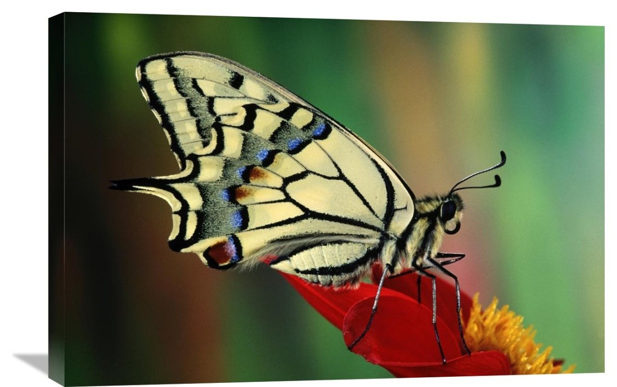 "Oldworld Swallowtail Side View, Europe" Artwork, 30" x 20 ...