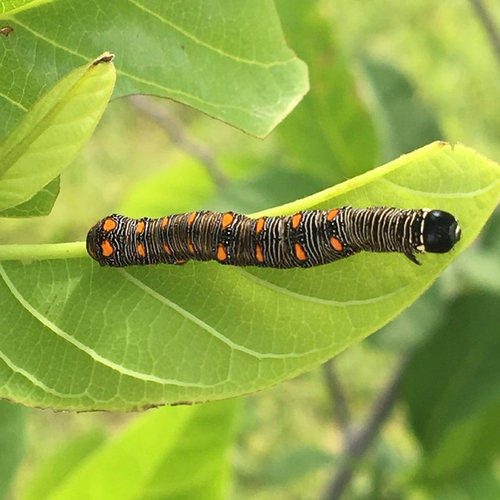 Worm on my sugar apple tree