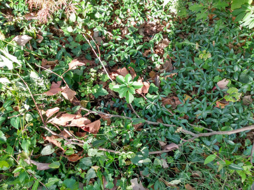 Overgrown front lawn garden