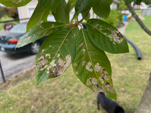 What's wrong with my blackgum leaves