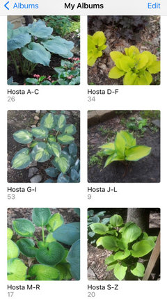 Hosta L 2022 No Lakesides