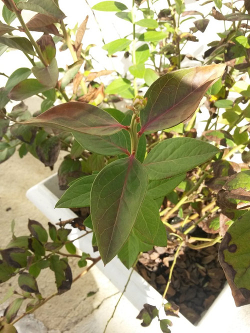 What's going on with this blueberry bush?