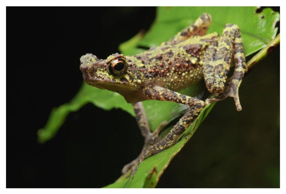 "Bornean Rainbow Toad, Sarawak, Borneo, Malaysia" Paper Art, 38"x26 ...