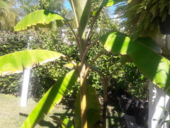 Pisang Ceylon, Southern California