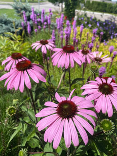 Random Garden Photos