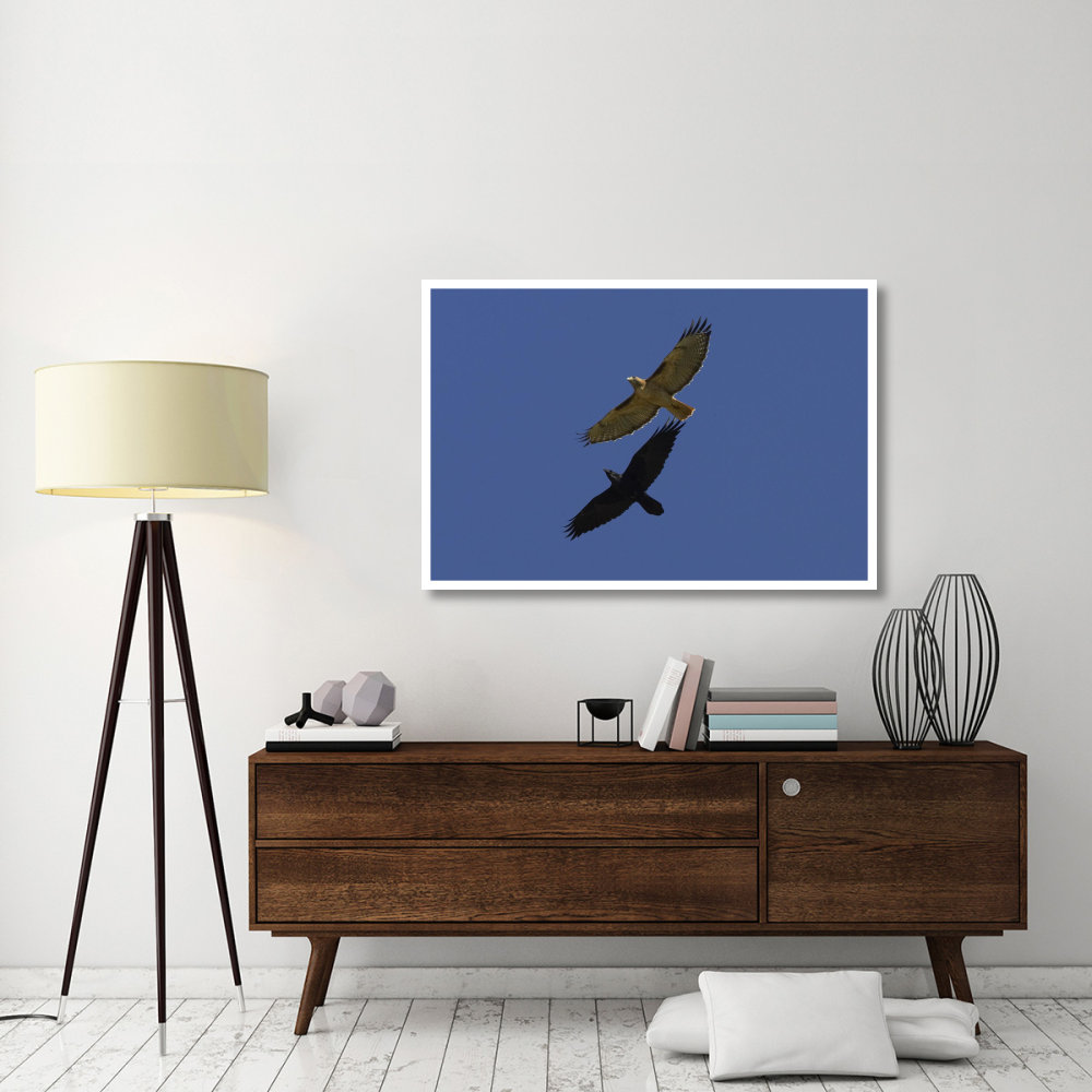Red-Tailed Hawk And Common Raven Flying, North America-Paper Art, 32 ...