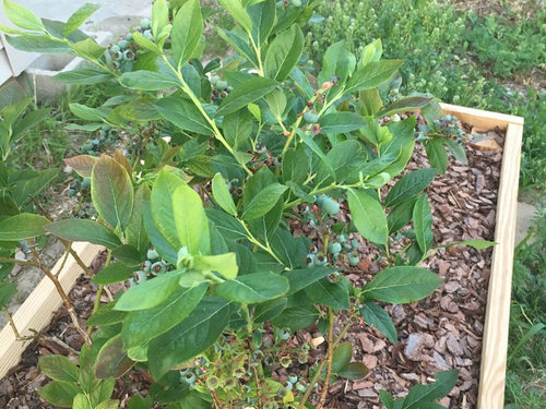 Blueberry leaf discoloration
