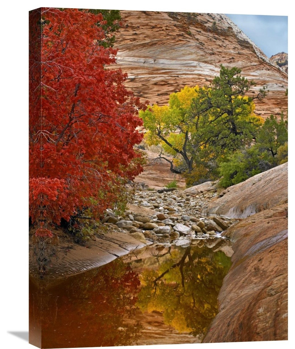 "Maple And Cottonwood Autumn Foliage, Zion National Park, Utah" Artwork ...